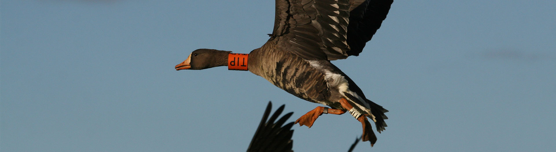 Gallery - Inch Wildfowl Reserve